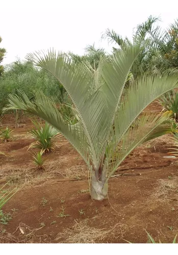 PALMERA DYPSIS DECARYUI TRIANGULAR 30L ⋆ Vivero Los Aromos