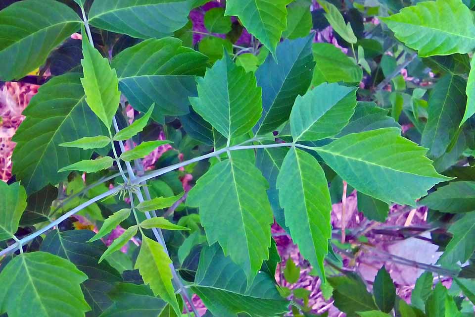 Acer negundo: cuidados, riego, luz y suelo